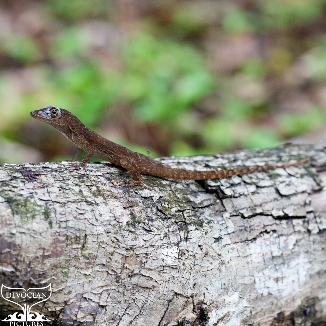 Tiger Shrimp: Phyllognatia ceratophthalma - Devocean Pictures