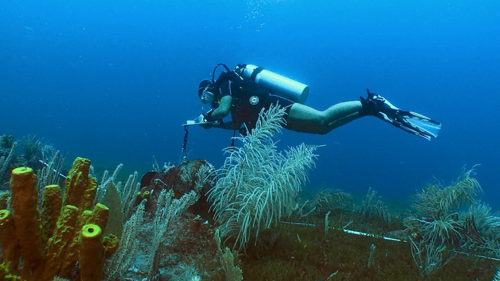 Go Statia - Caribbean Netherlands - Devocean Pictures