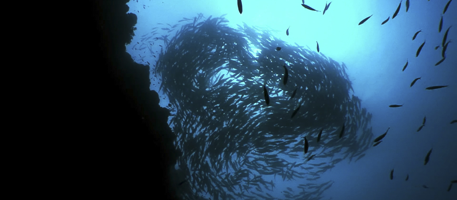 The reefs of the Visayas - Diving in the Philippines - Devocean Pictures