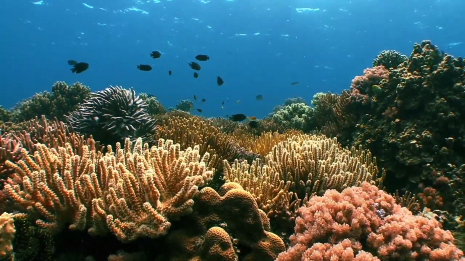 Visayas, the Philippines - Diving in tropical paradise - Devocean Pictures