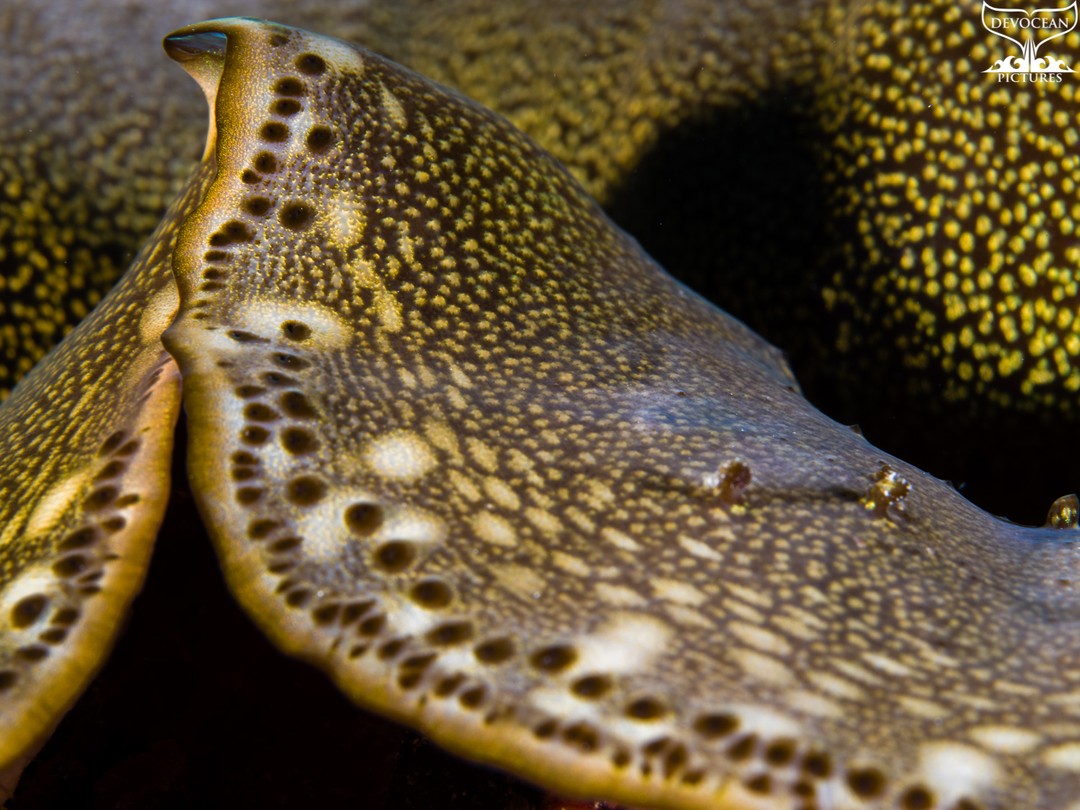 Round Batfish (Platax orbicularis) - Devocean Pictures