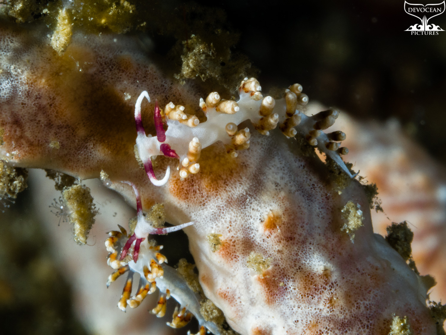 Nudibranchs: photo, name & information - Devocean Pictures