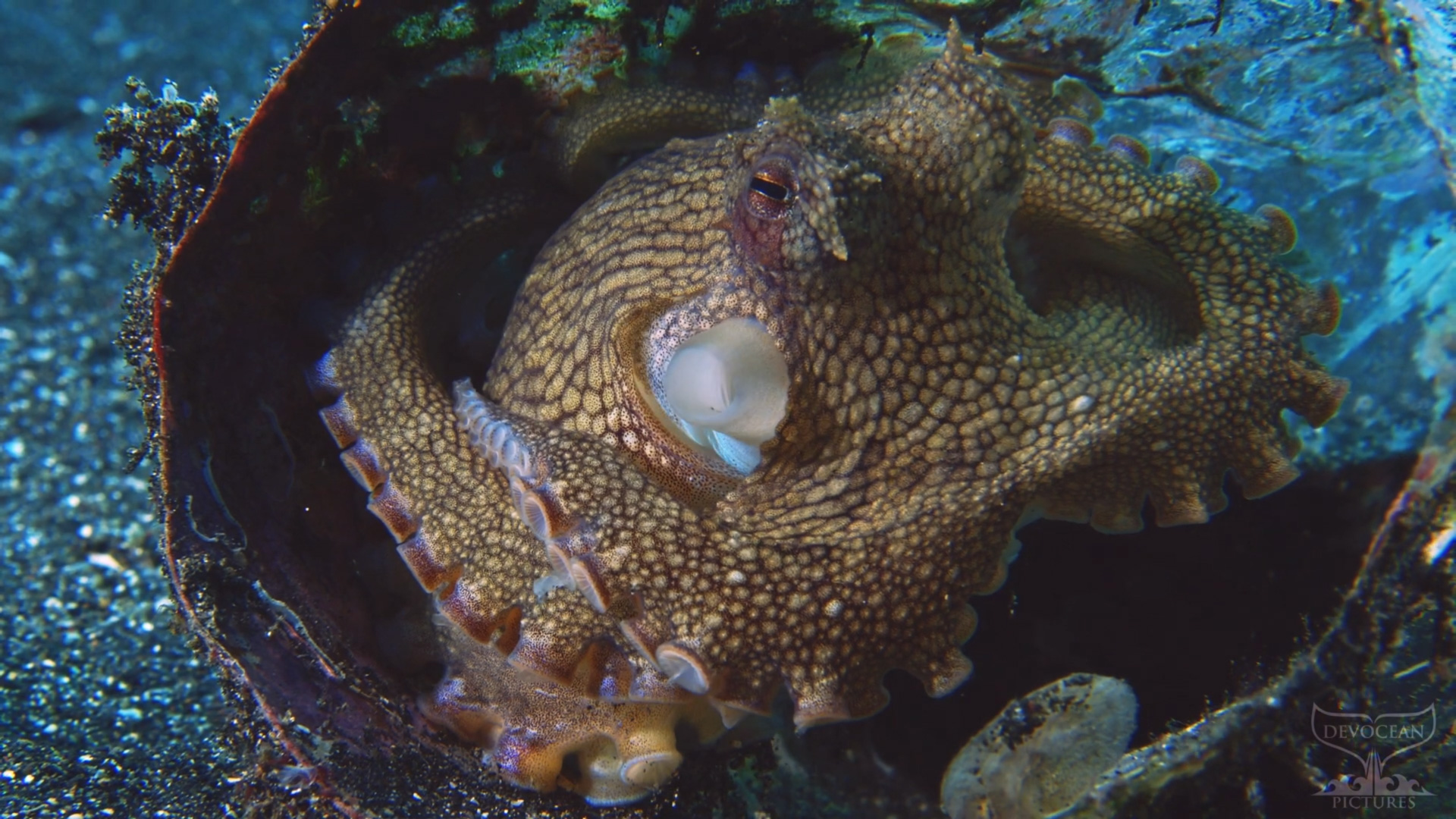Coconut Octopus (Amphioctopus marginatus) - Devocean Pictures