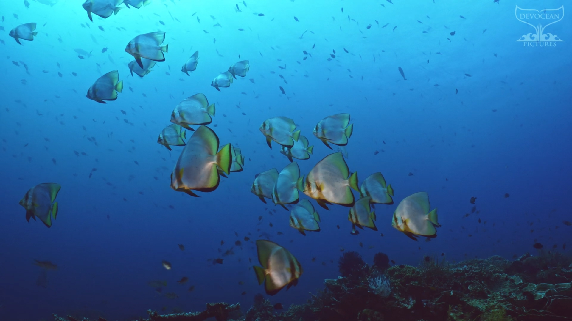 Round Batfish (Platax orbicularis) - Devocean Pictures