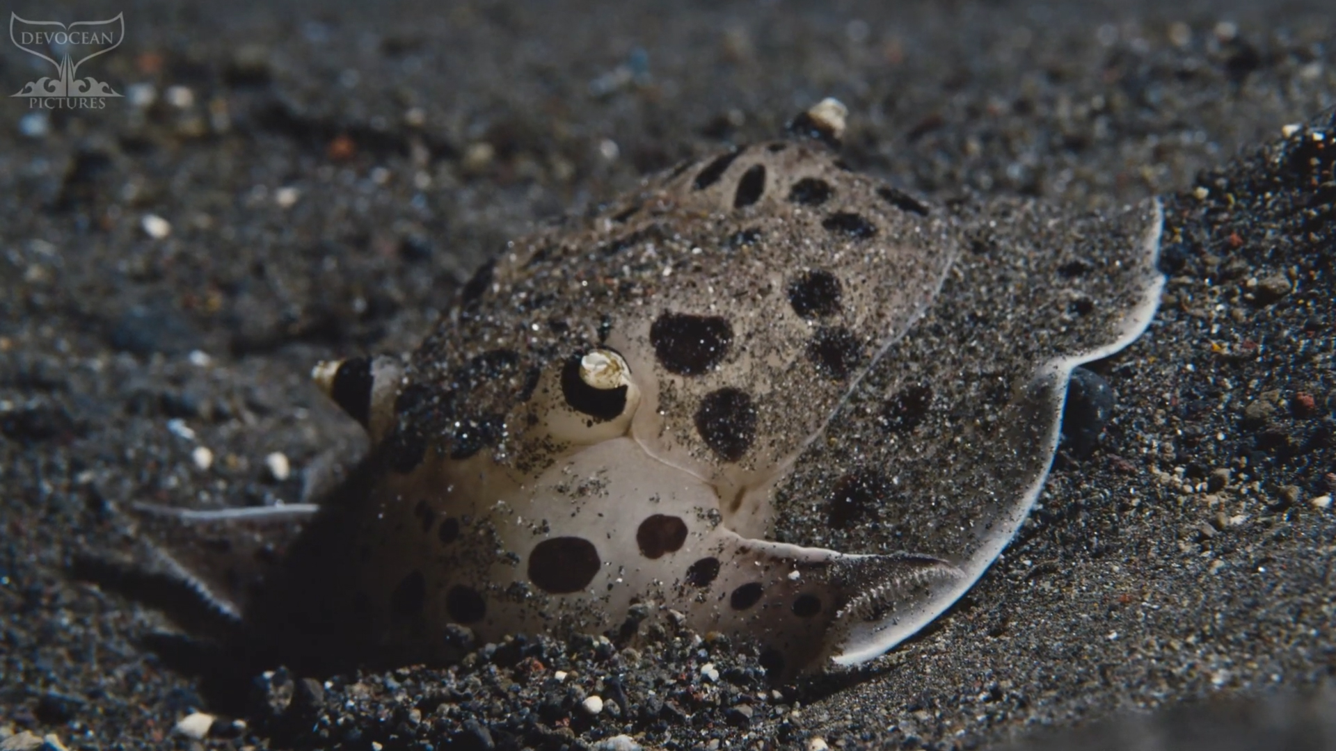Moon-headed sidegill slug (Euselenops luniceps) - Devocean Pictures