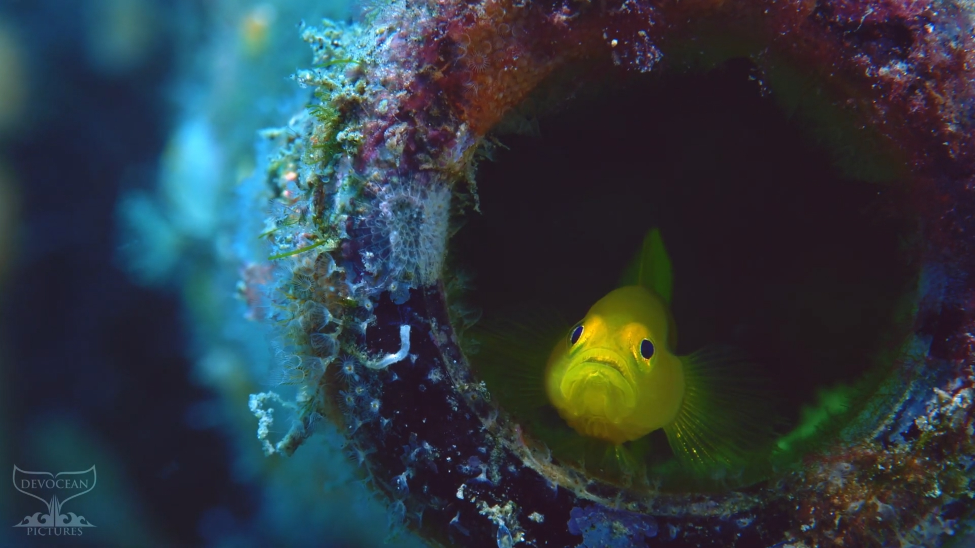 Yellow pygmy goby (Lubricogobius exiguus) - Devocean Pictures