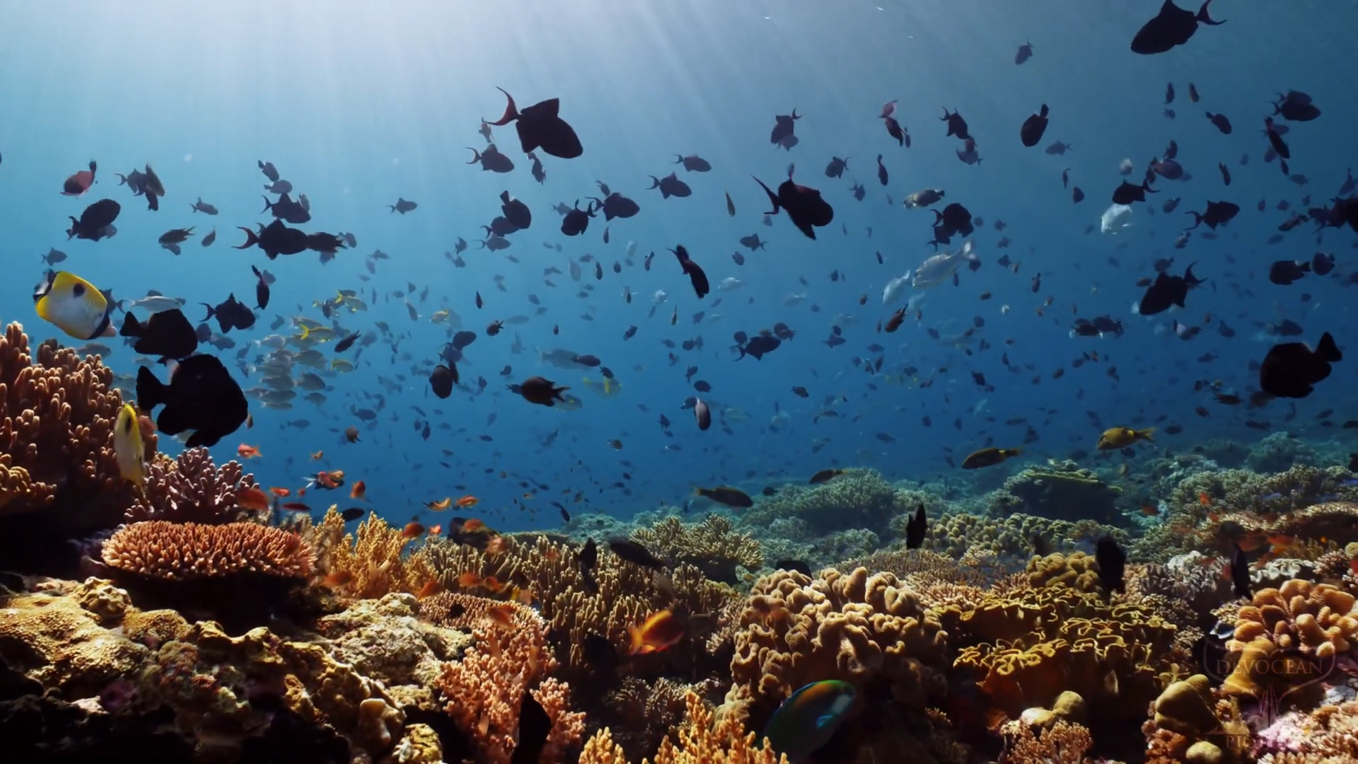 Dive into coral reef protection - Devocean Pictures