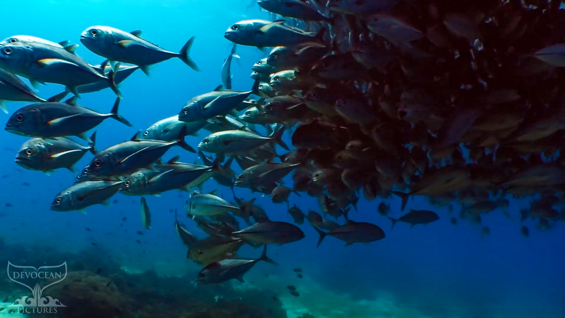 Bigeye Trevally Caranx Sexfasciatus Devocean Pictures