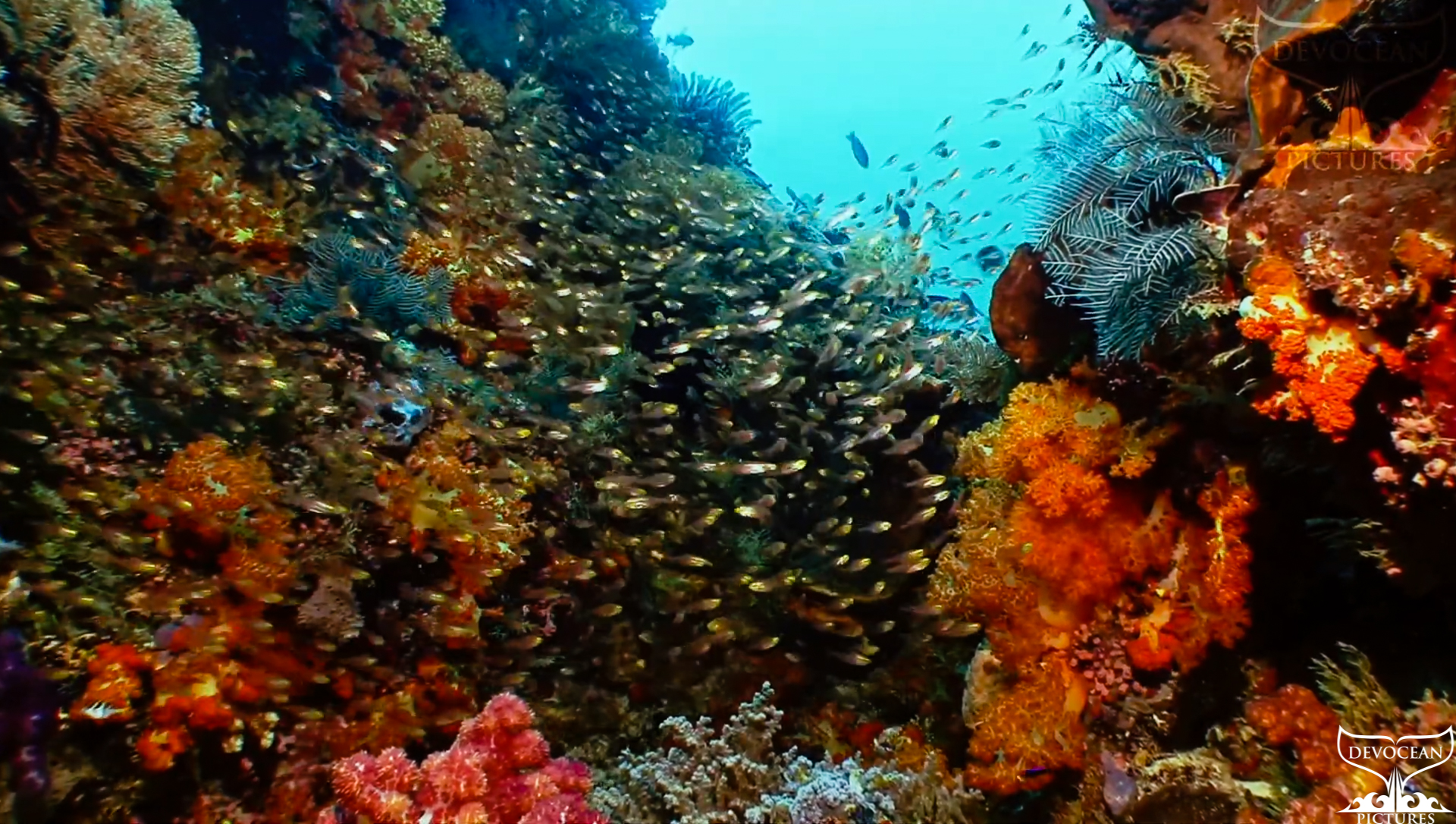 Golden Sweeper: Parapriacanthus ransonneti - Devocean Pictures