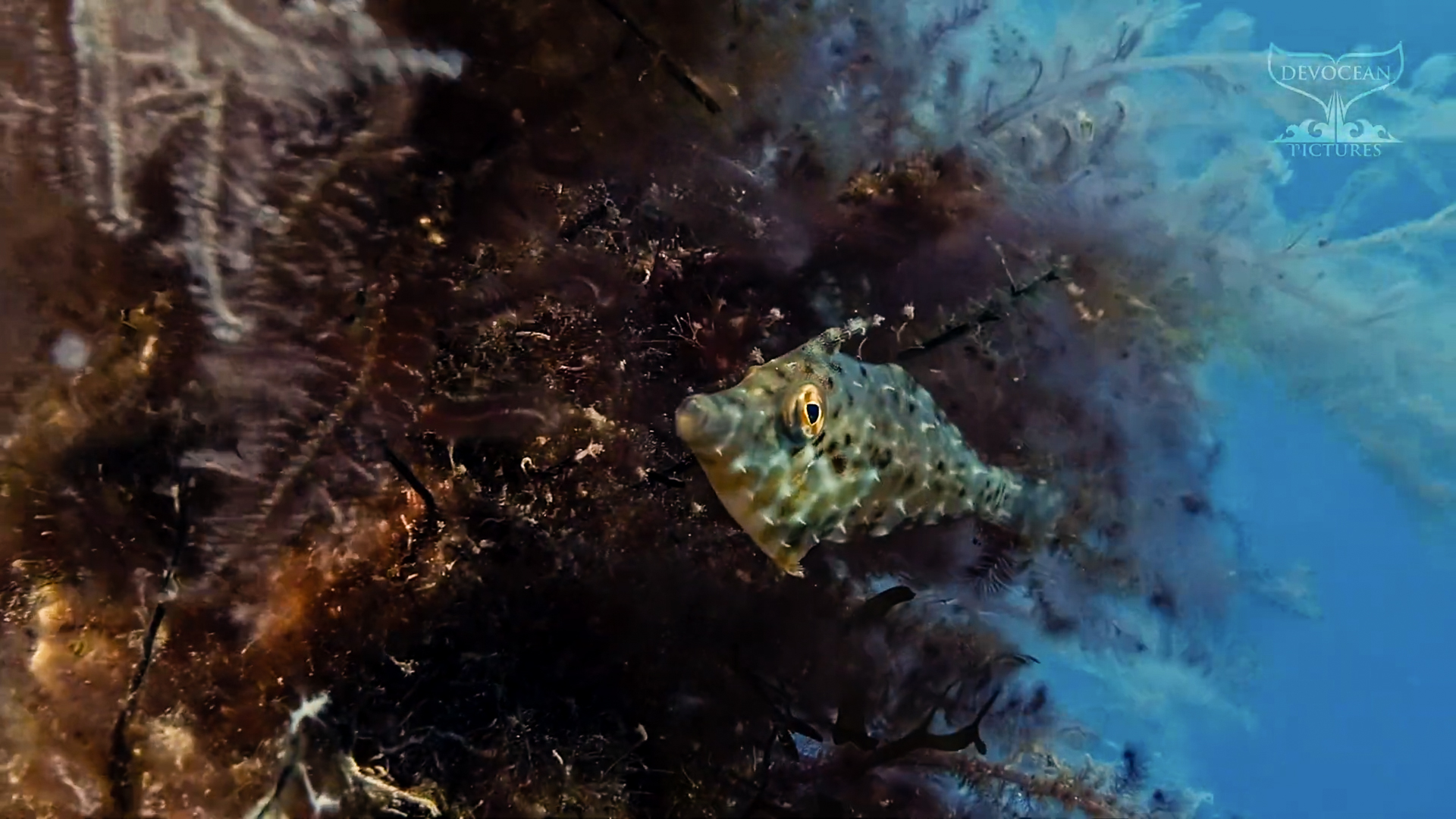 Caribbean clip: Slender filefish (Monacanthus tuckeri) - Devocean Pictures