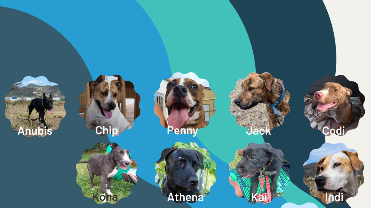 Animal shelter in Statia: Adopt a dog - Devocean Pictures