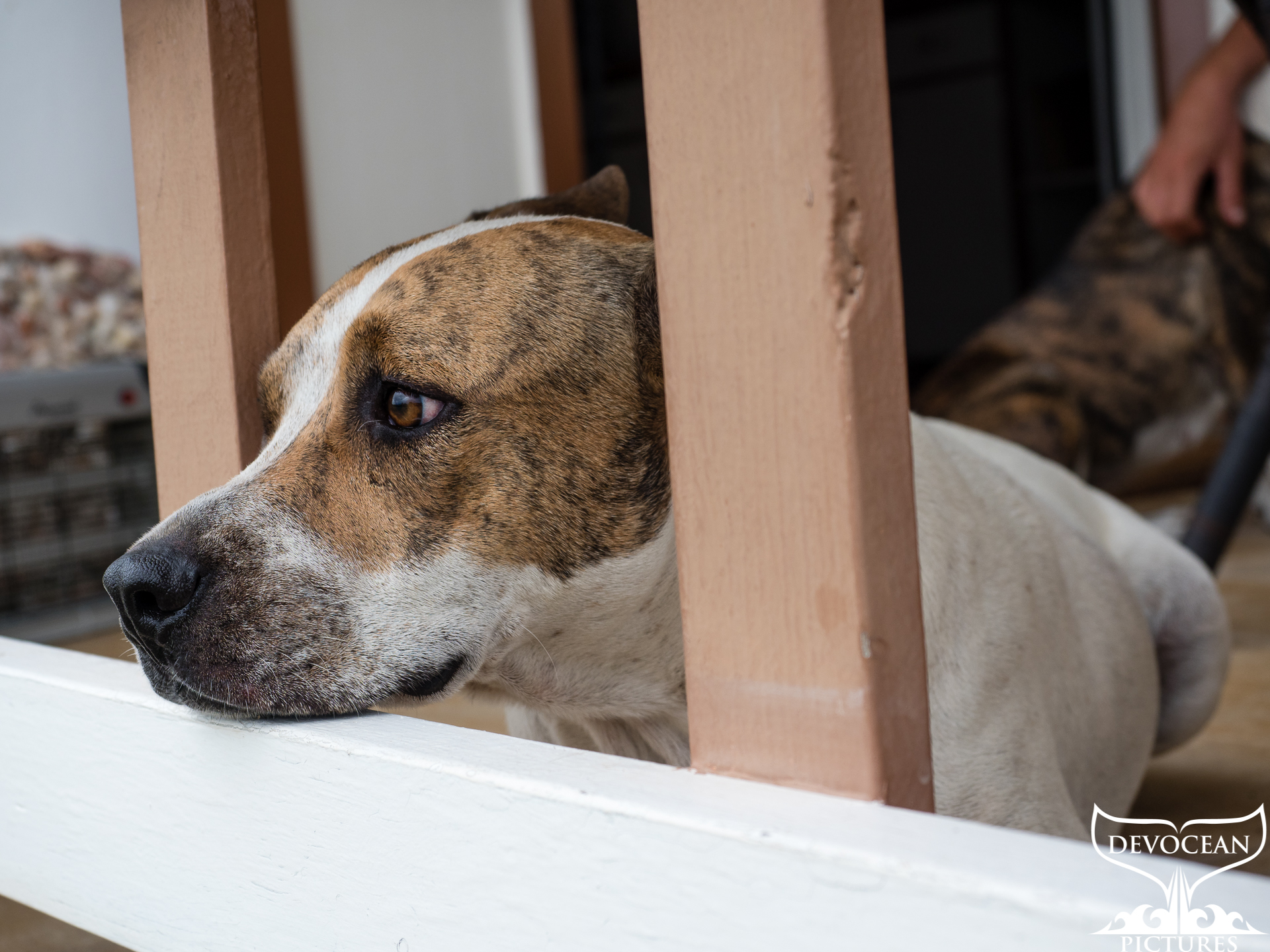 Animal shelter in Statia: Adopt a dog - Devocean Pictures