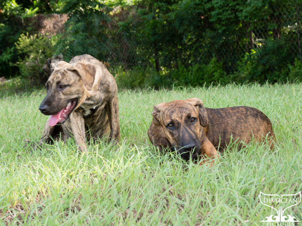 Animal shelter in Statia: Adopt a dog - Devocean Pictures