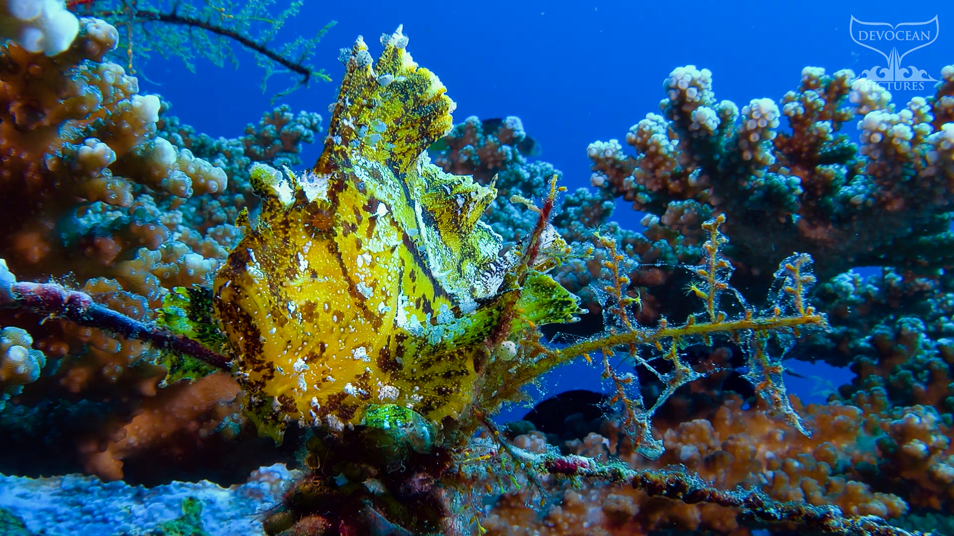 Leaf scorpionfish: Taenianotus triacanthus - Devocean Pictures