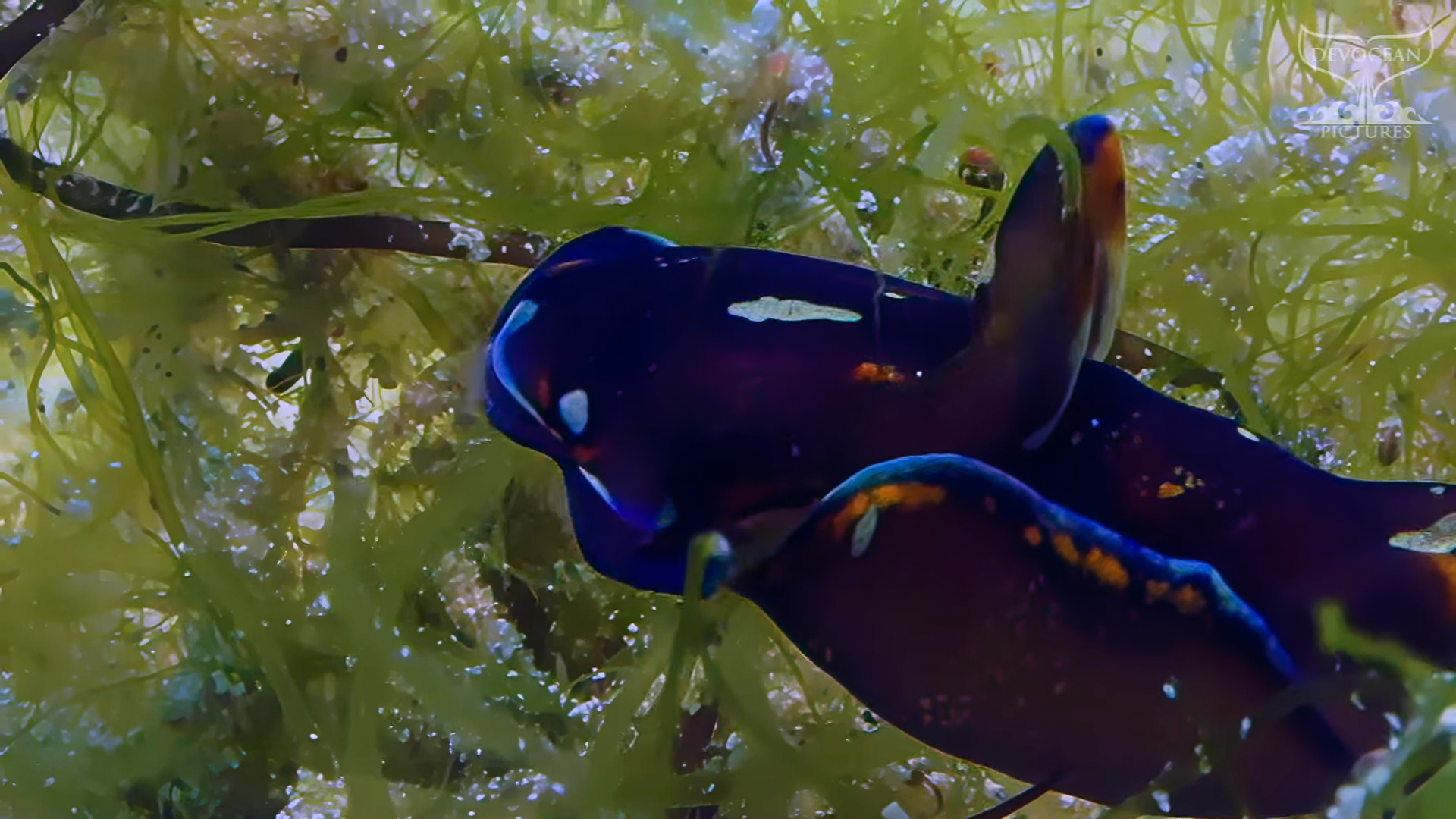 Blue-lined philinopsis: Philinopsis speciosa - Devocean Pictures