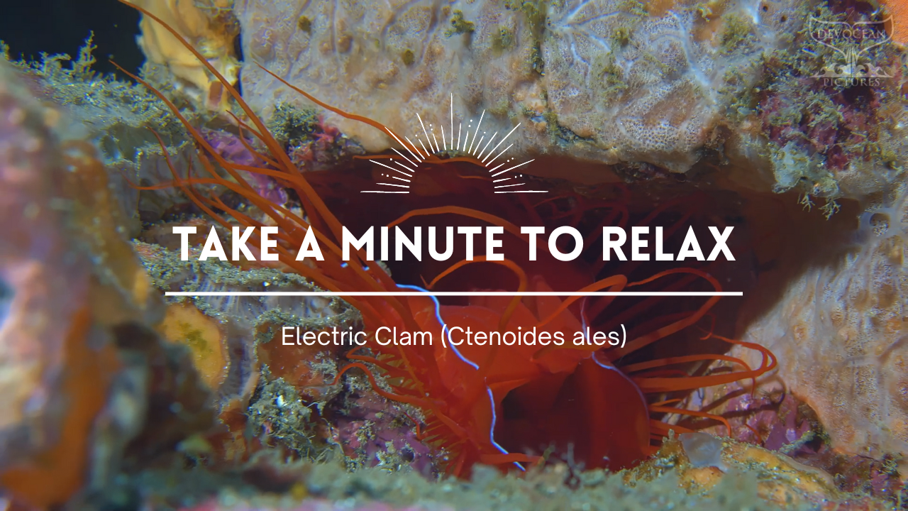 Electric Clam: Ctenoides ales - Devocean Pictures